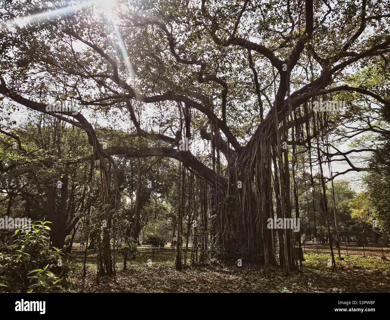 Indian banyan Banque de photographies et d’images à haute résolution ...