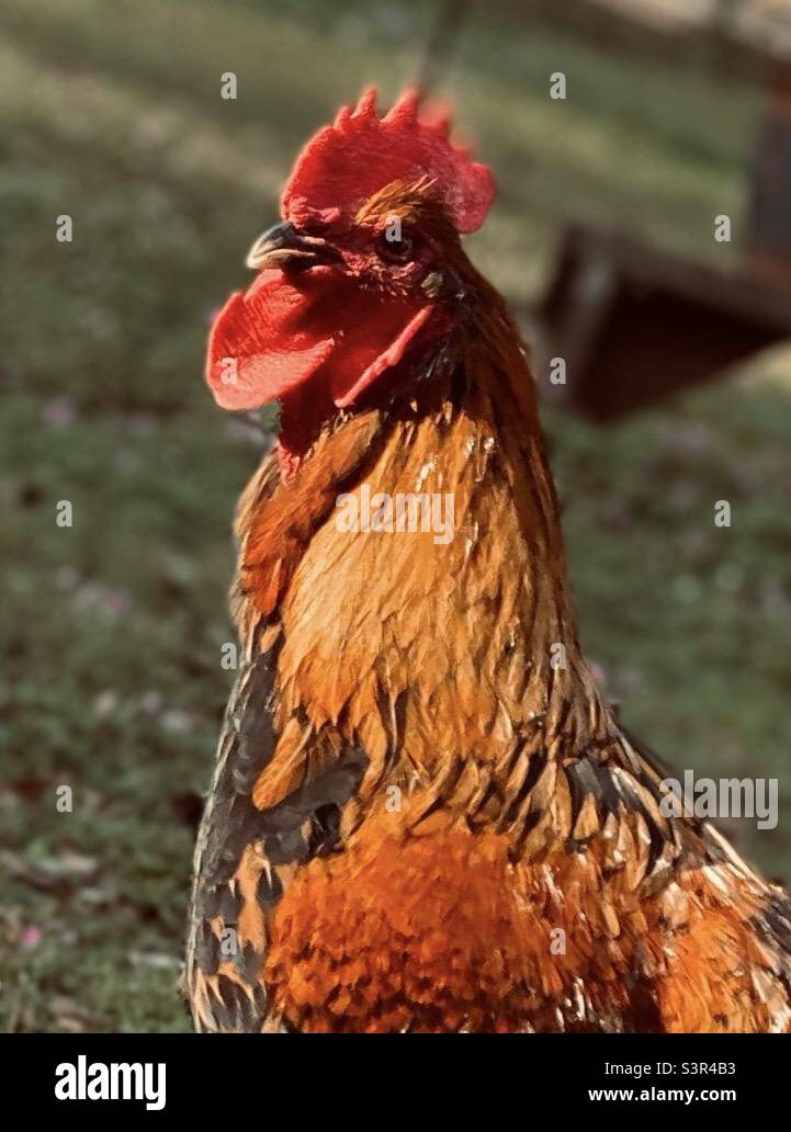 Coq rouge Banque de photographies et d’images à haute résolution - Alamy