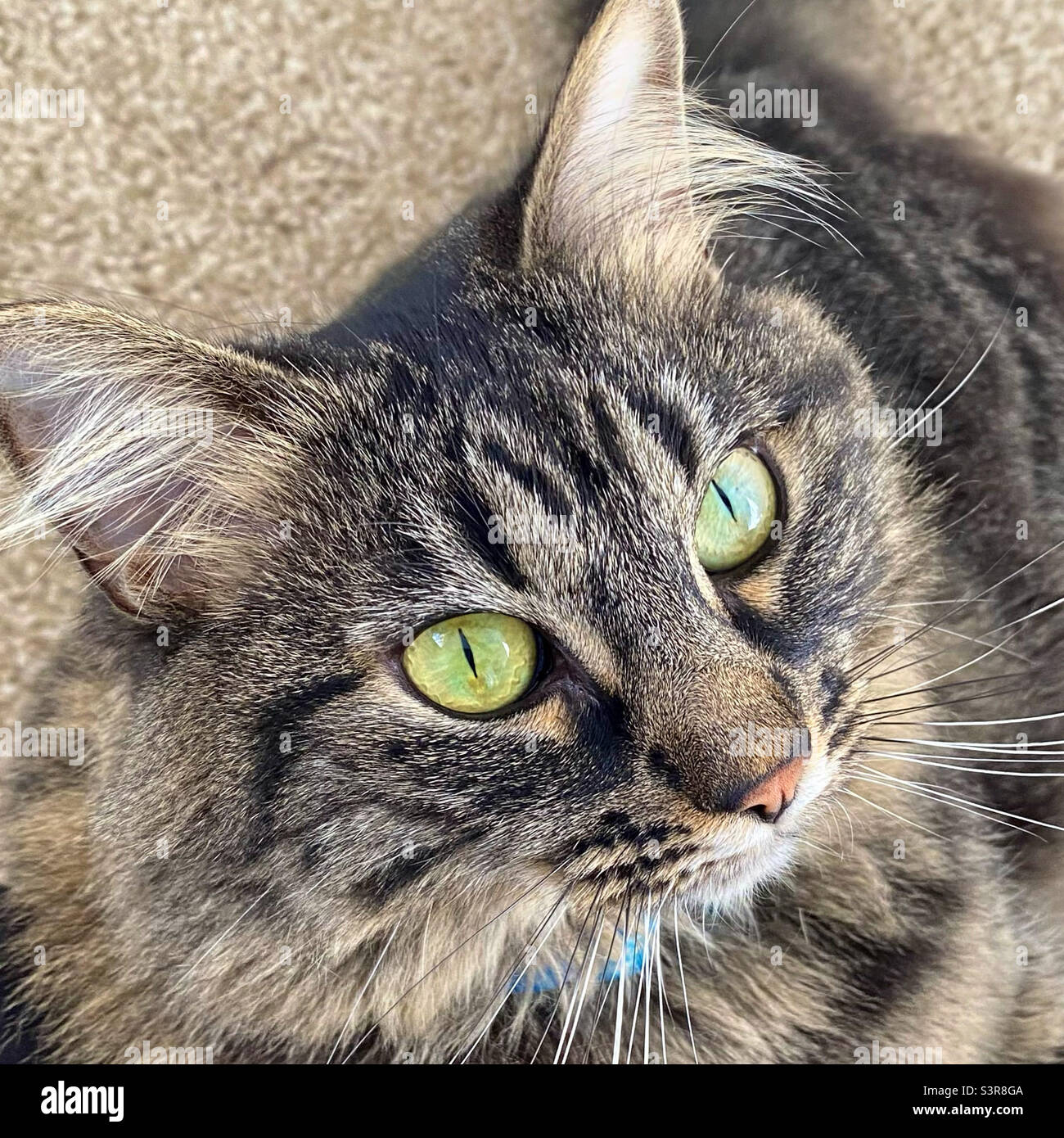 Yeux de chat Banque de photographies et d’images à haute résolution - Alamy