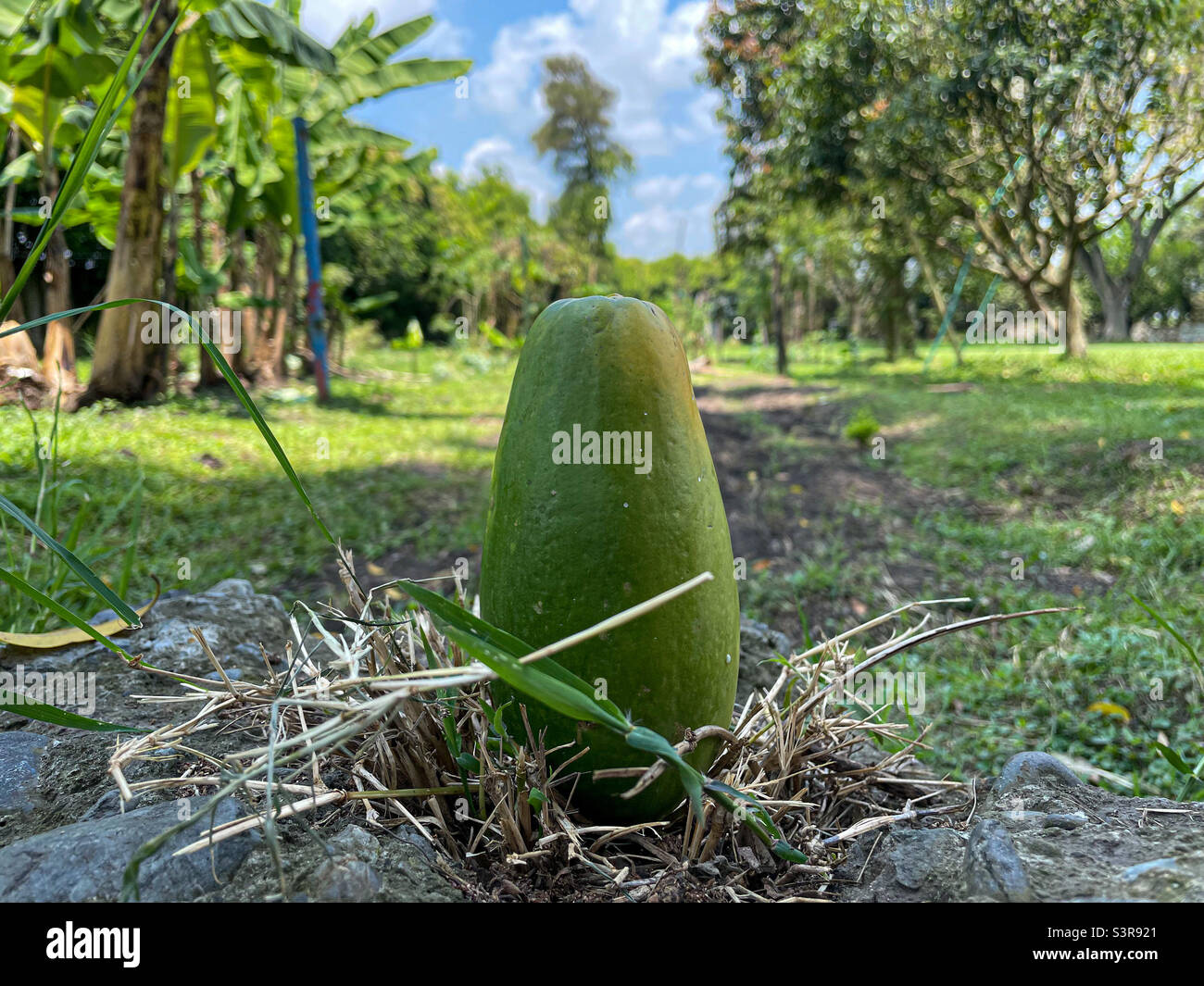 Fruit de la colombie Banque de photographies et d’images à haute ...