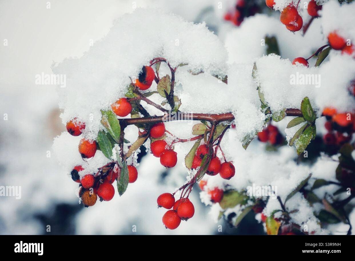Arbuste aux fruits rouges Banque de photographies et d’images à haute ...