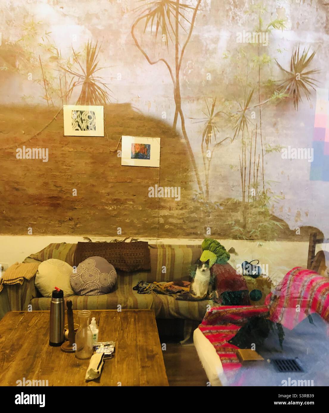 Chat dans la chambre Banque de photographies et d’images à haute ...