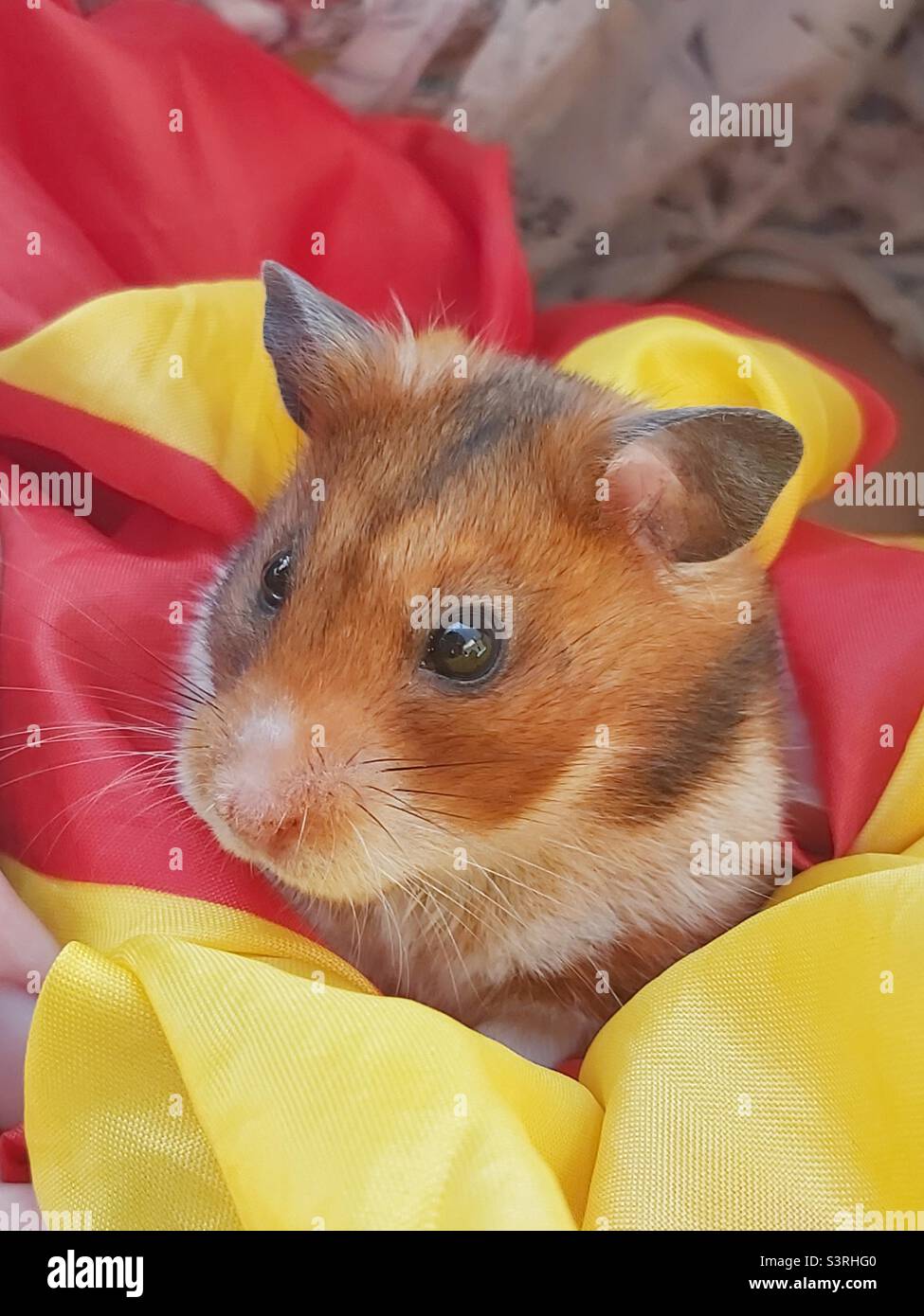 Hamster mignon Banque de photographies et d’images à haute résolution ...