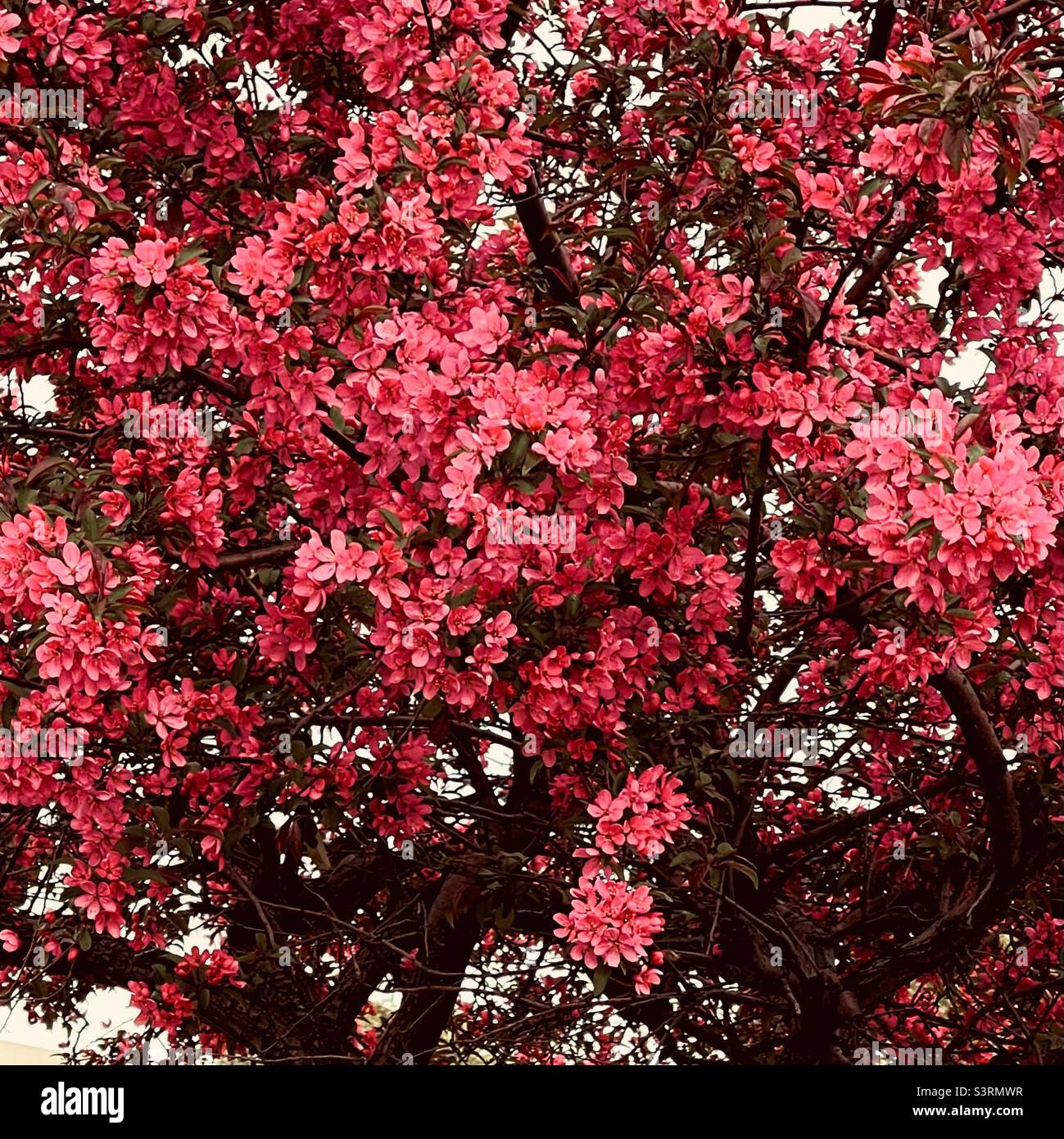 Arbre en fleurs rouge Banque de photographies et d’images à haute ...