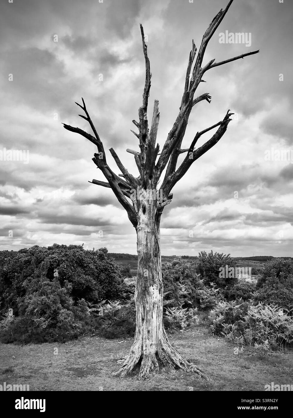 Ashley à pied Banque de photographies et d’images à haute résolution ...