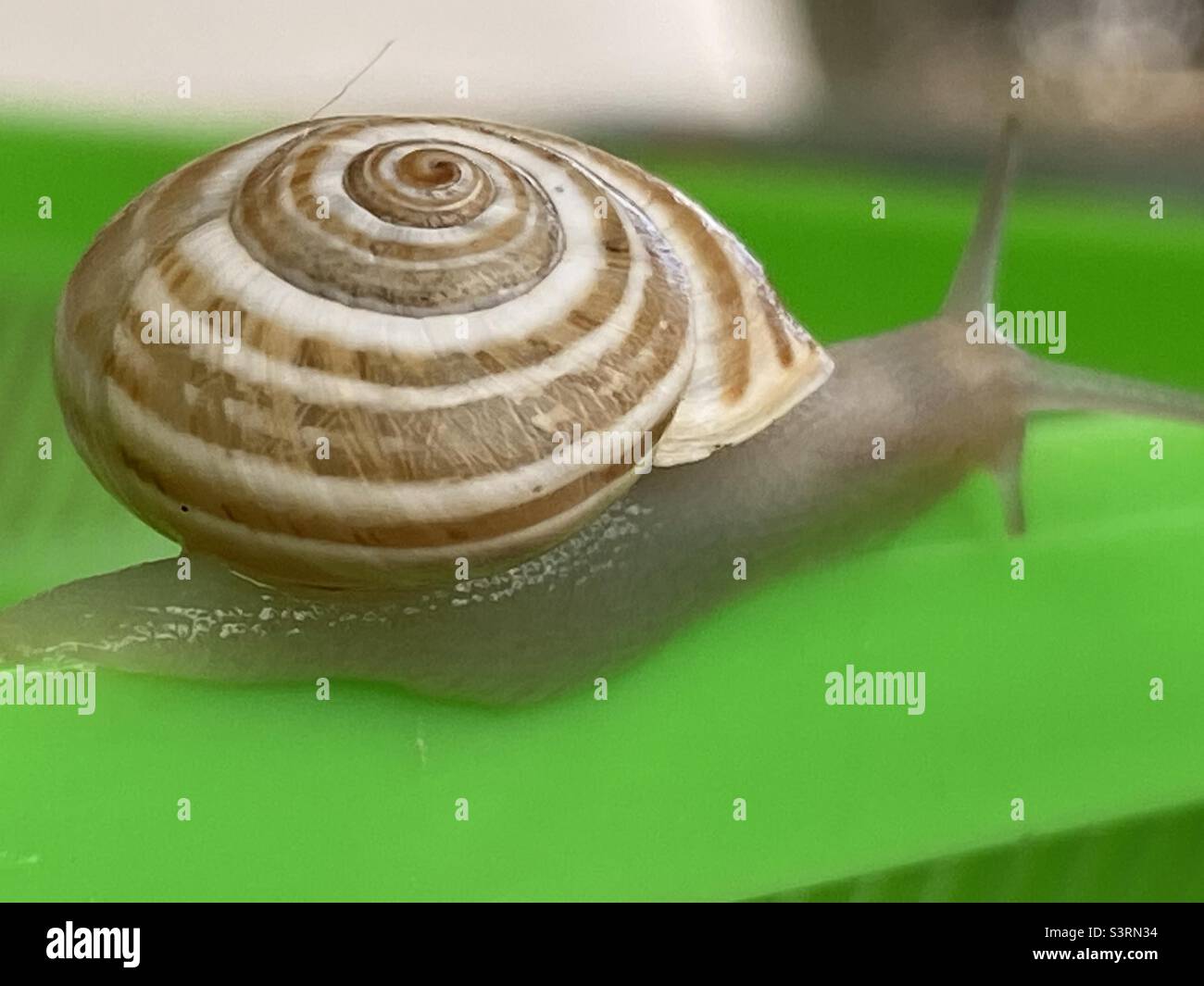Gros plan d'un escargot Banque de photographies et d’images à haute ...