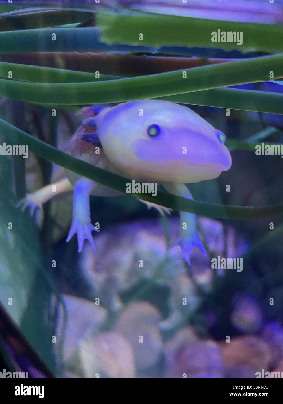 En axolotl Banque de photographies et d’images à haute résolution - Alamy