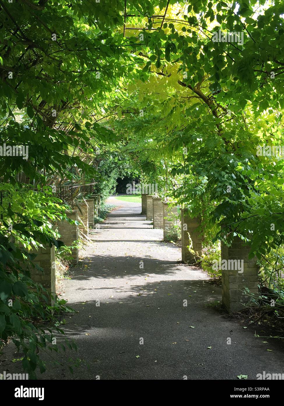 Tree arch Banque de photographies et d’images à haute résolution - Alamy