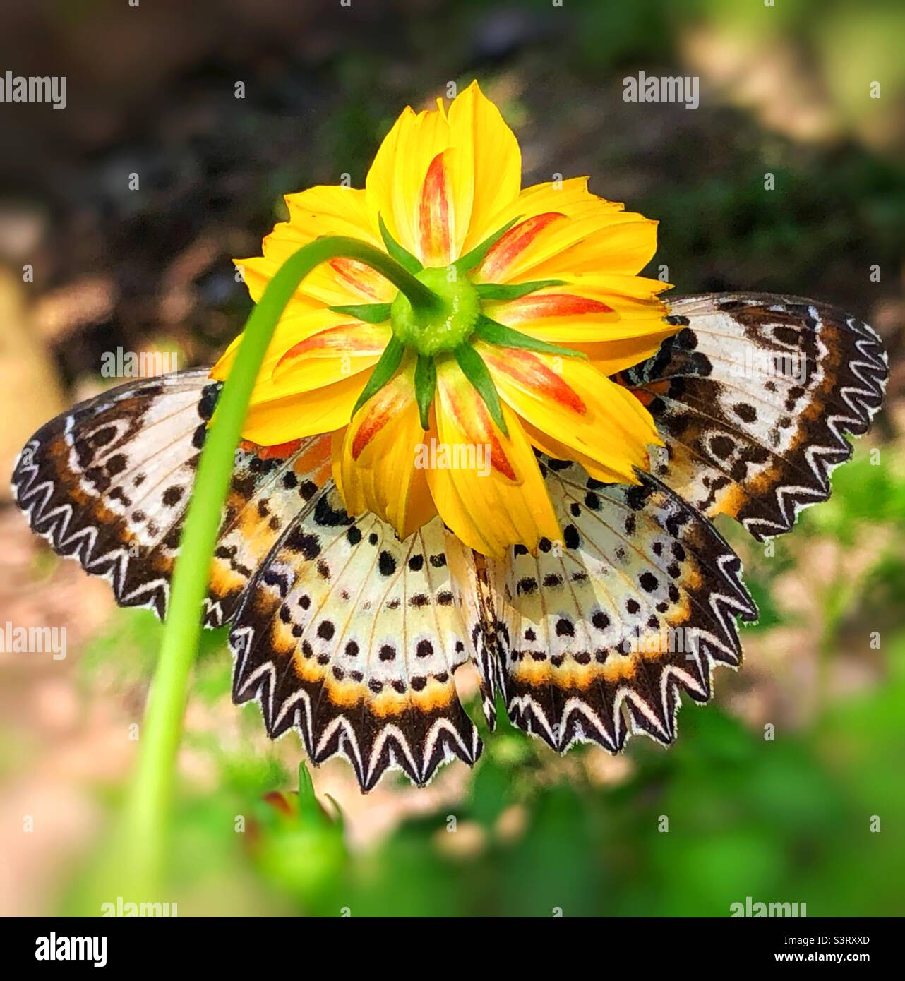 Beau papillon Banque de photographies et d’images à haute résolution ...