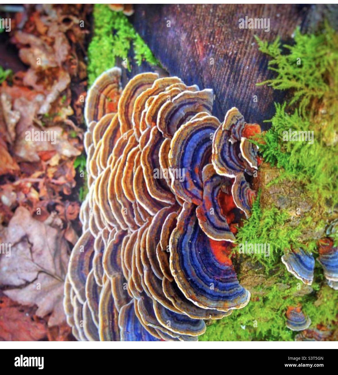 Beautiful fungus Banque de photographies et d’images à haute résolution ...