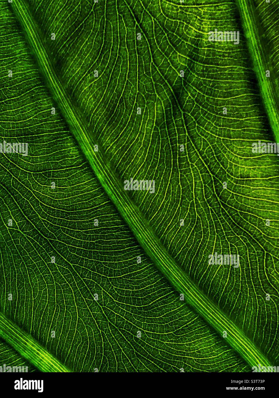 Texture verte Banque de photographies et d’images à haute résolution ...