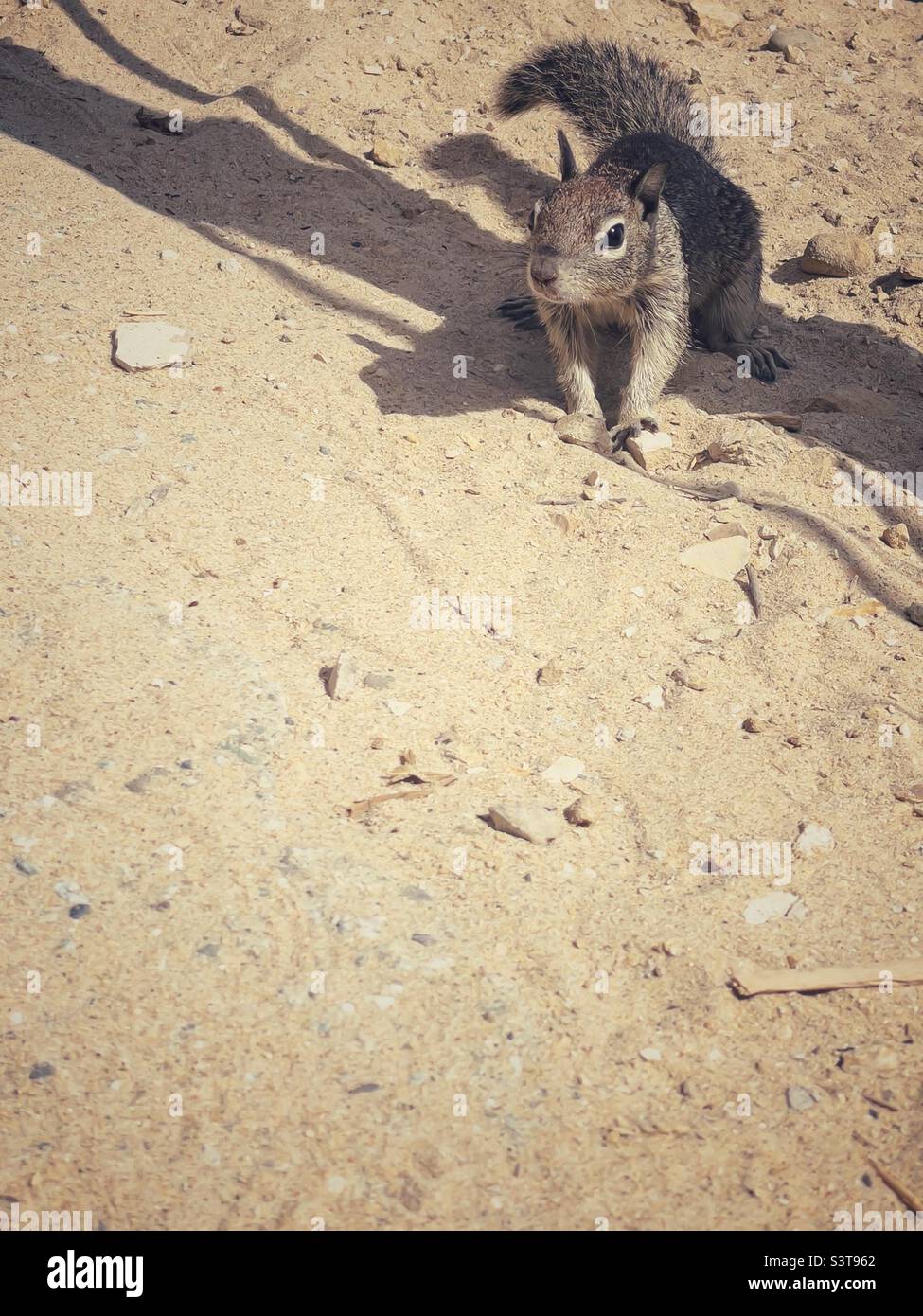 Écureuil de Californie, ou écureuil de Beechey, sur le côté d'une ...