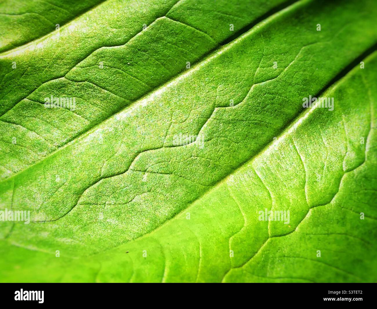 Texture verte Banque de photographies et d’images à haute résolution ...