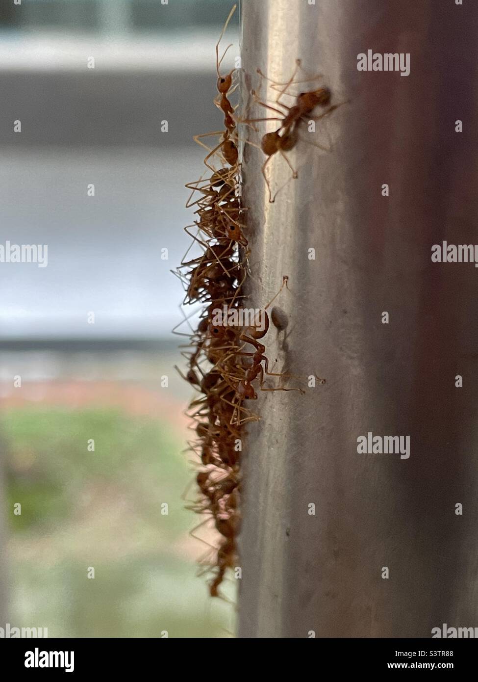 équipe de fourmis Banque de photographies et d’images à haute ...