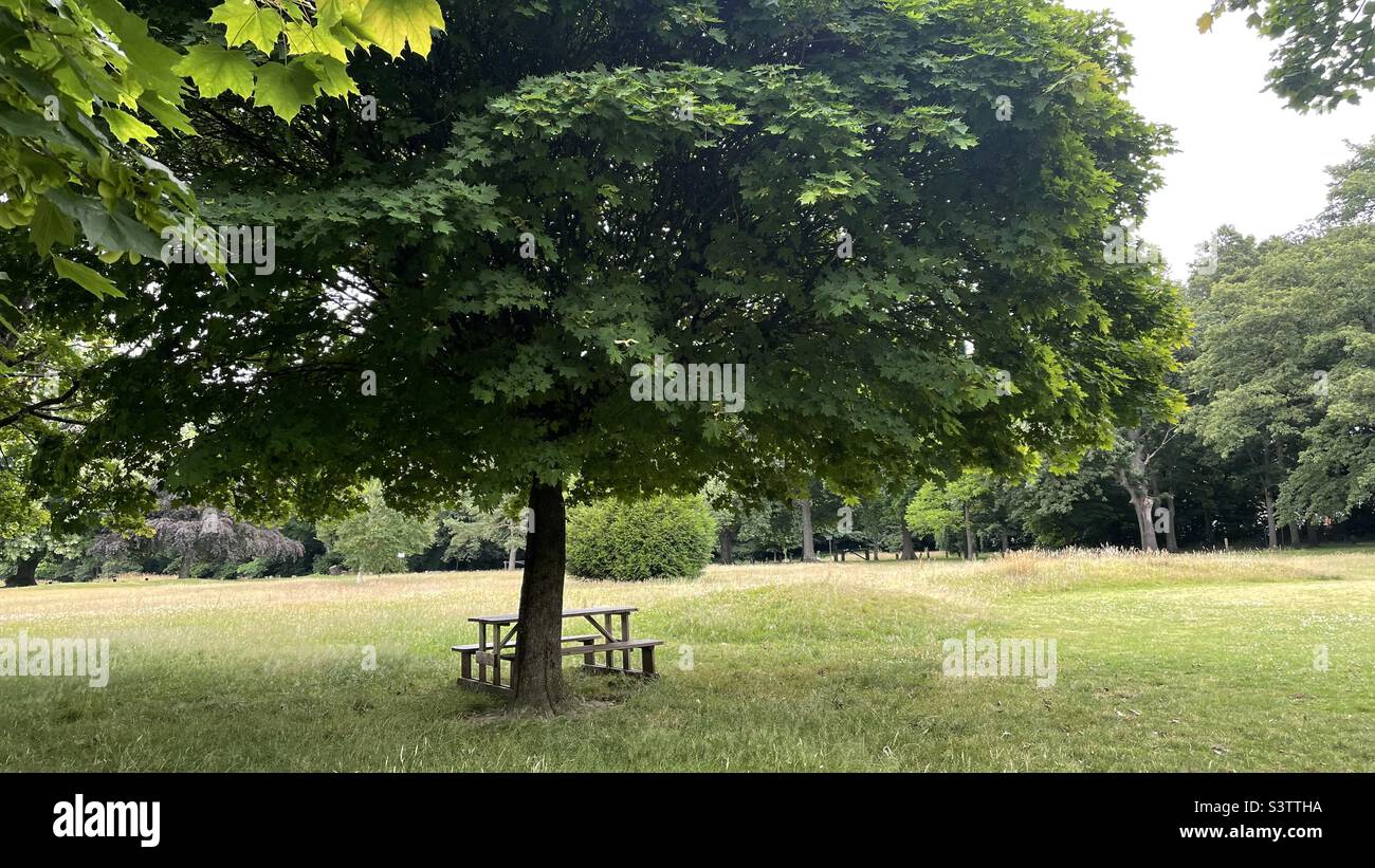 Picnic table under tree Banque de photographies et d’images à haute ...