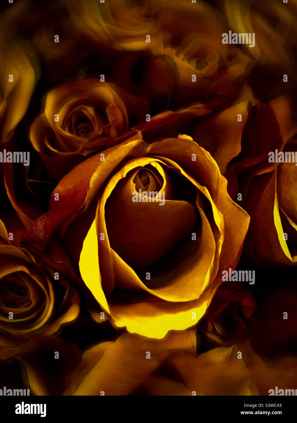 Des roses en or Banque de photographies et d’images à haute résolution ...