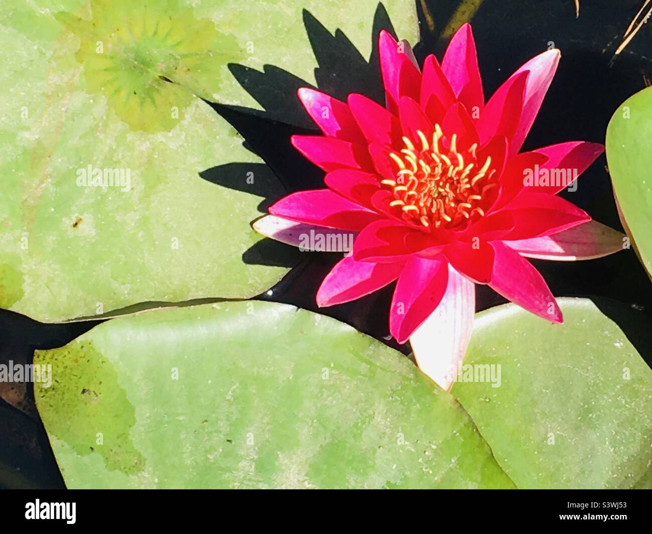 Nénuphar rouge Banque de photographies et d’images à haute résolution ...