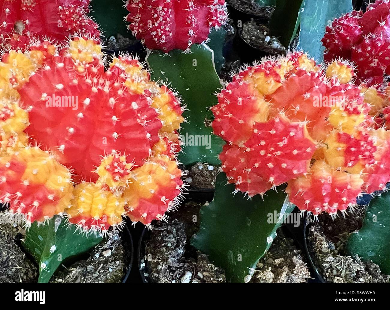 Chin cactus Banque de photographies et d’images à haute résolution - Alamy