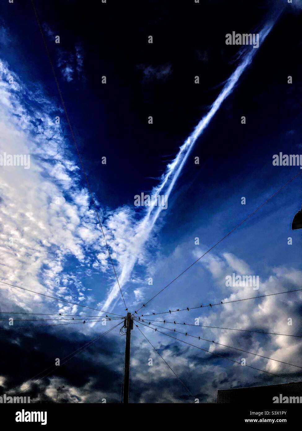 Telephone pole birds Banque de photographies et d’images à haute ...