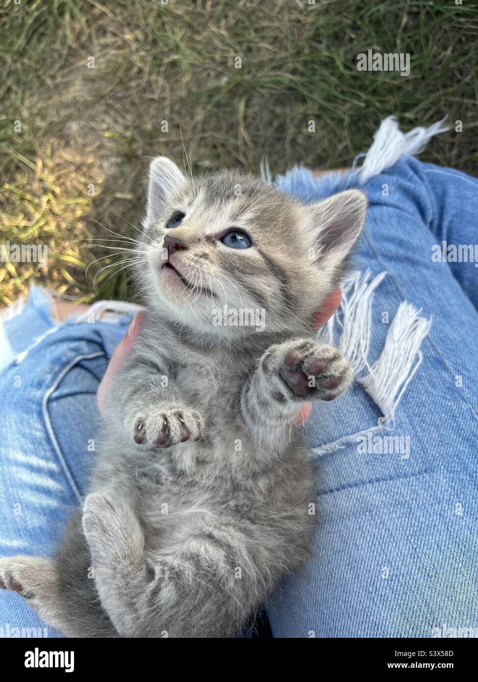 Chaton gris aux yeux bleus Banque de photographies et d’images à haute résolution - Alamy