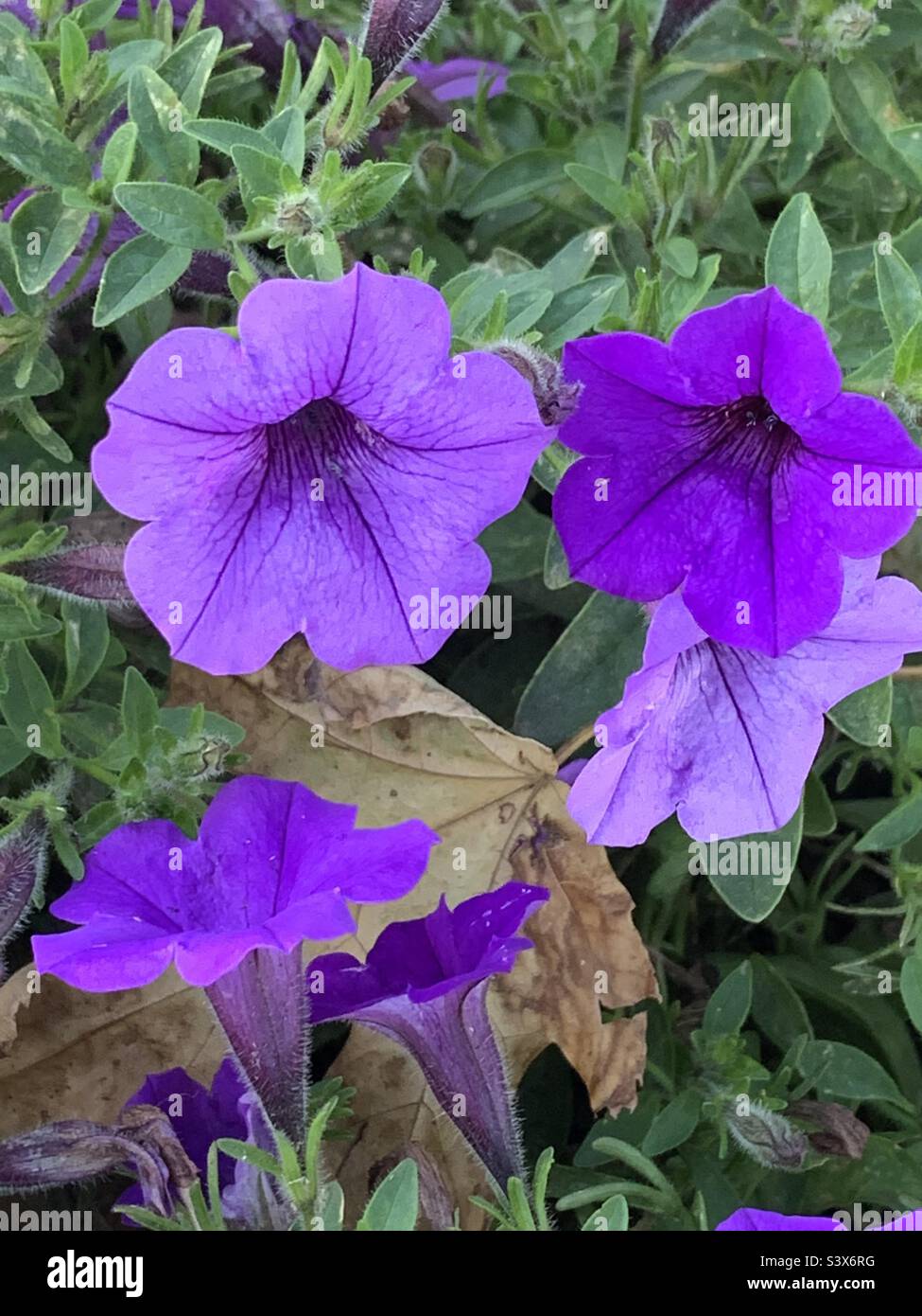 Petunia multiflora Banque de photographies et d’images à haute ...