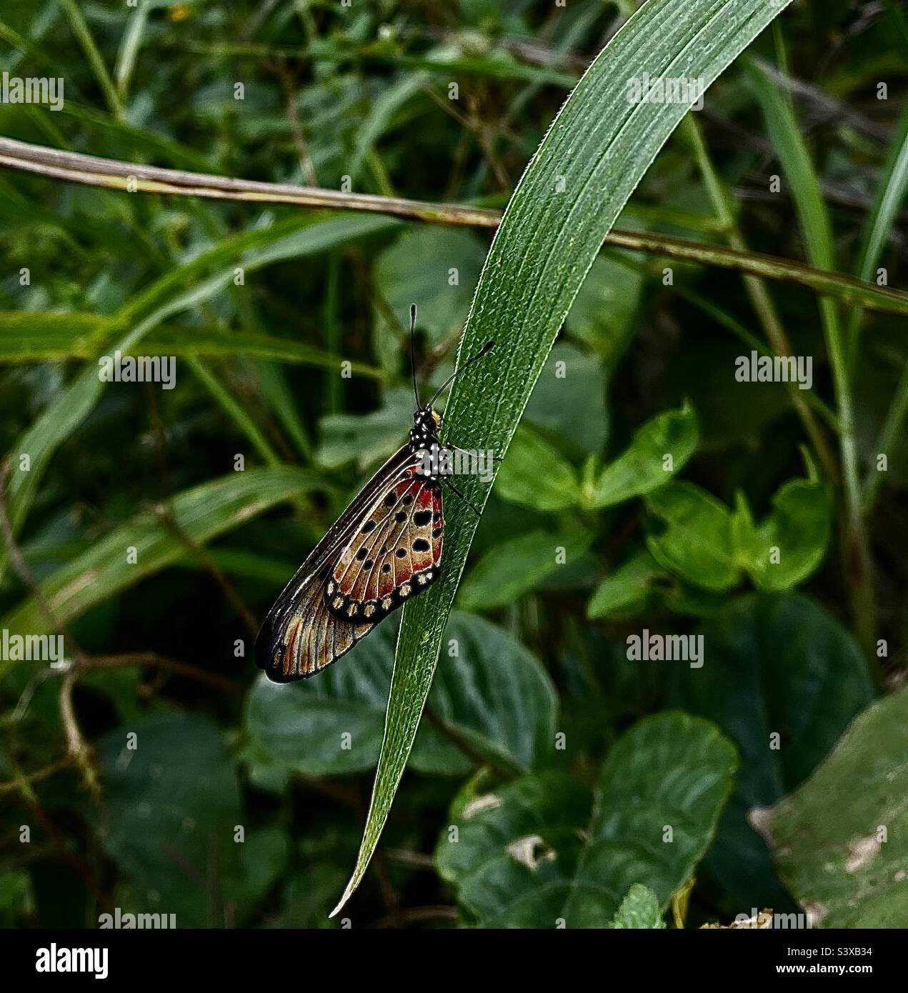 Beau papillon monarque Banque de photographies et d’images à haute ...
