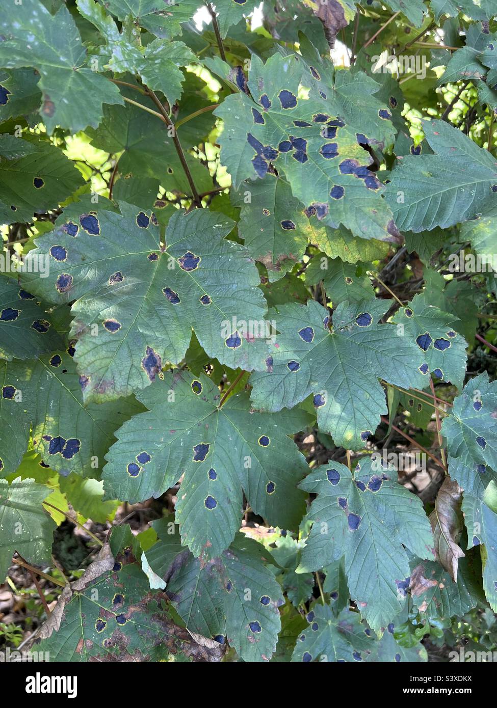 Tache de goudron sur les feuilles des arbres Banque de photographies et ...