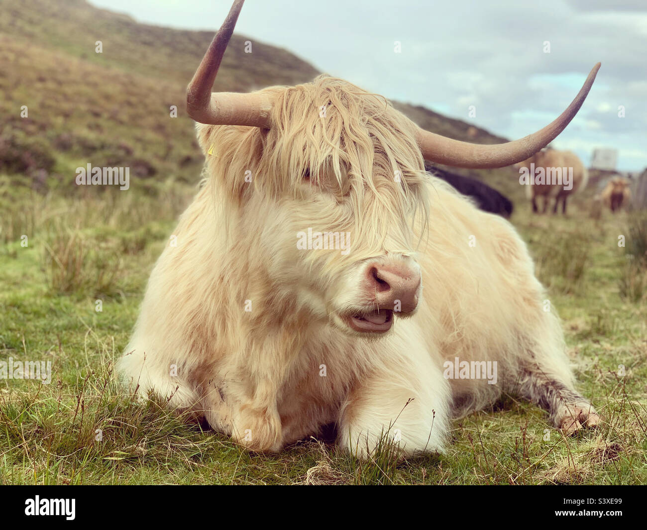 Vache écossaise Banque de photographies et d’images à haute résolution ...