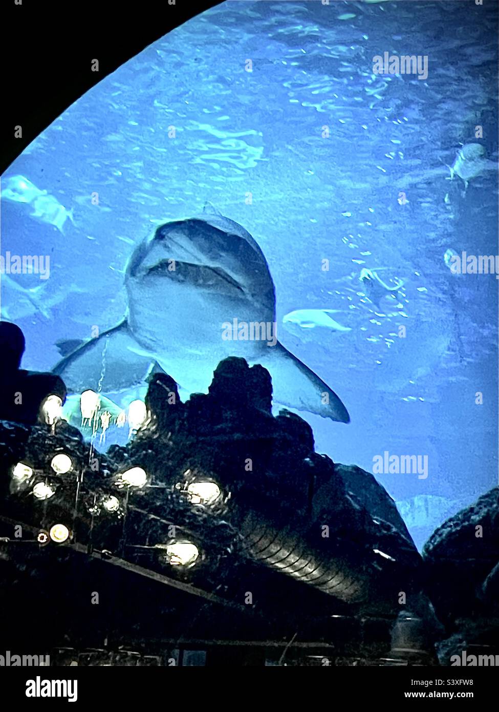 Requin effrayant Banque de photographies et d’images à haute résolution ...