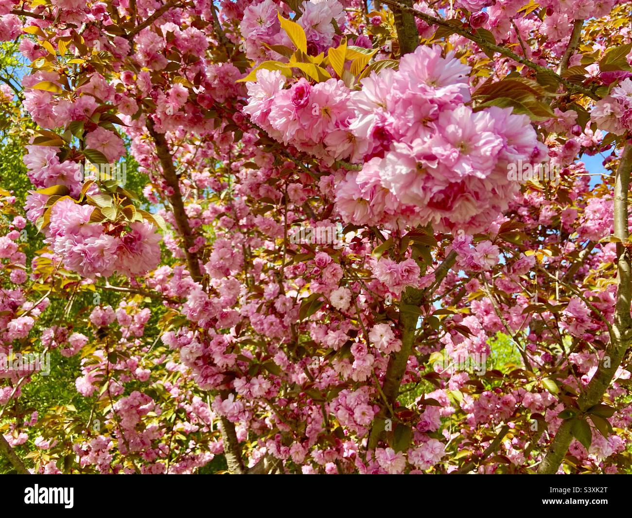 Belle fleur de cerisier rose Banque de photographies et d’images à ...