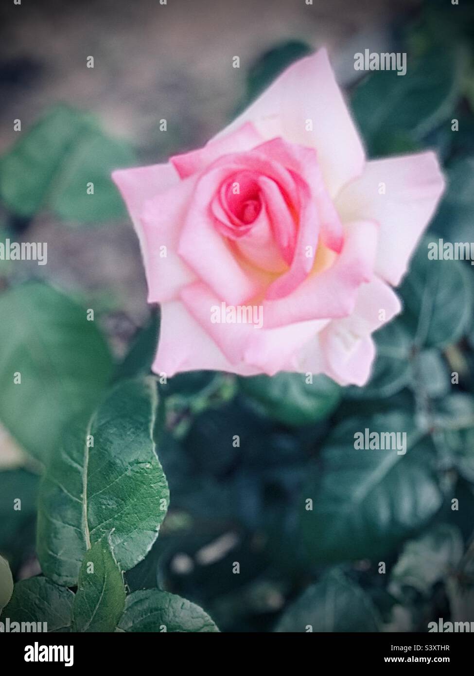 Roses pale pink rose Banque de photographies et d’images à haute ...