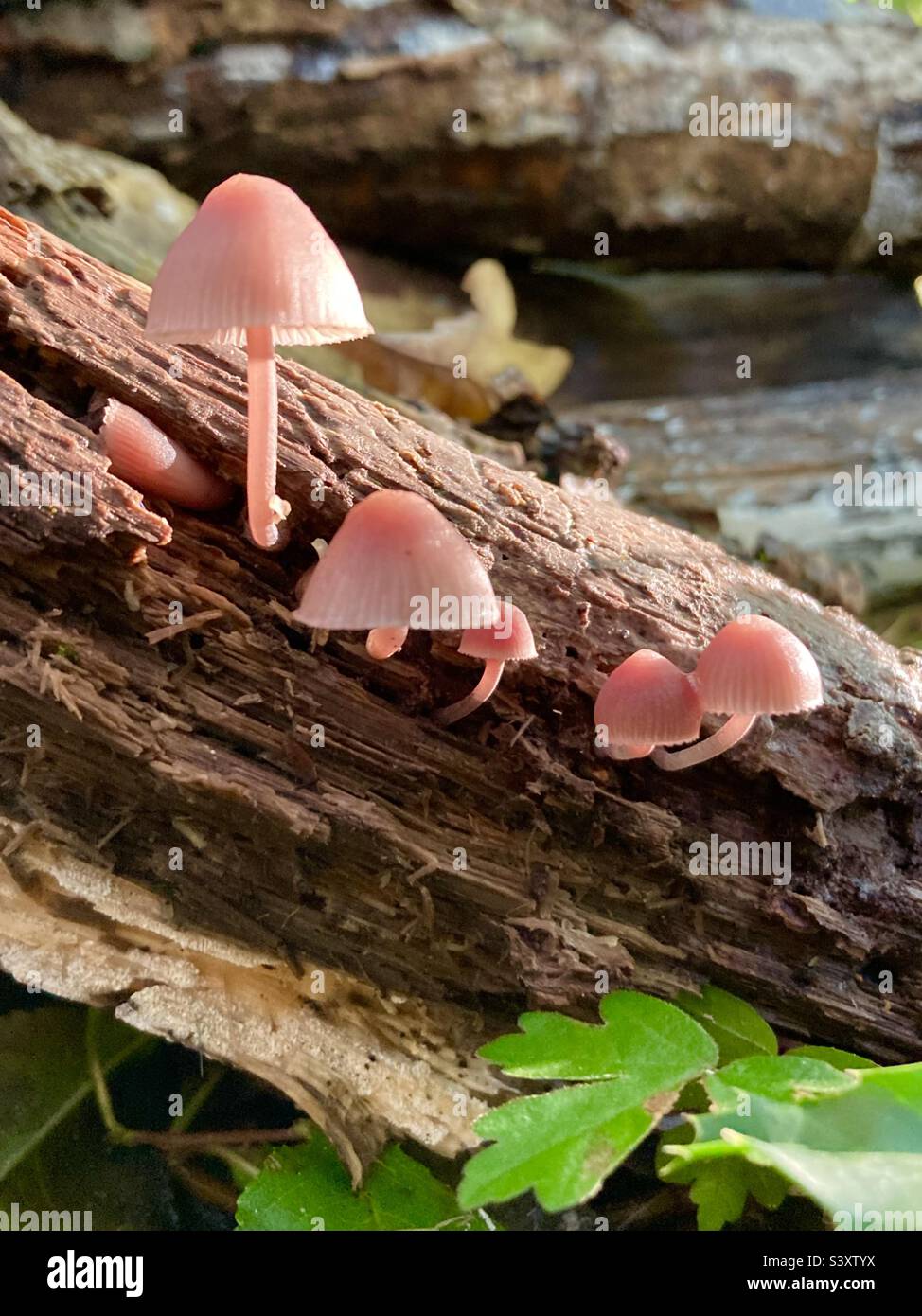Champignons roses Banque de photographies et d’images à haute ...