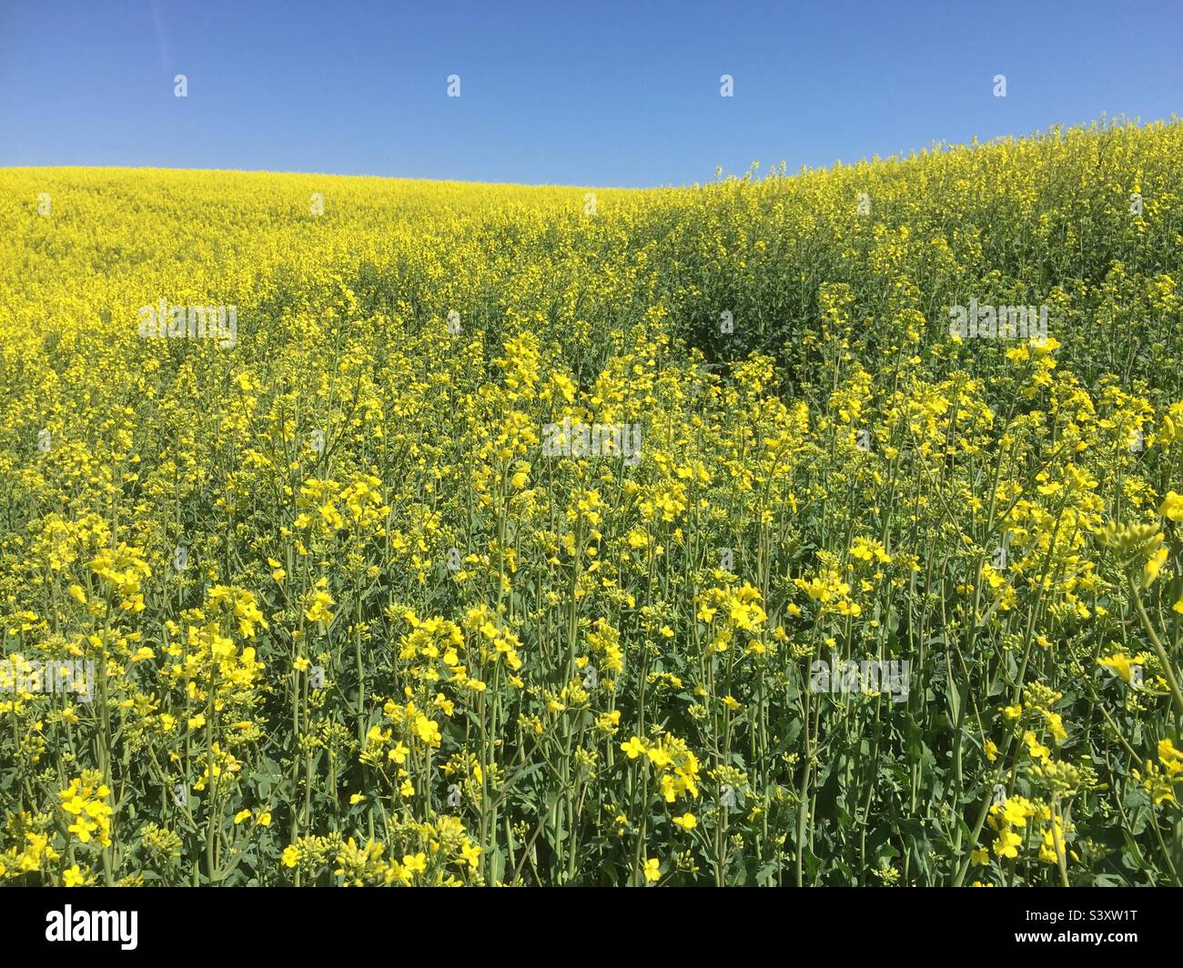 Colza et colza Banque de photographies et d’images à haute résolution ...