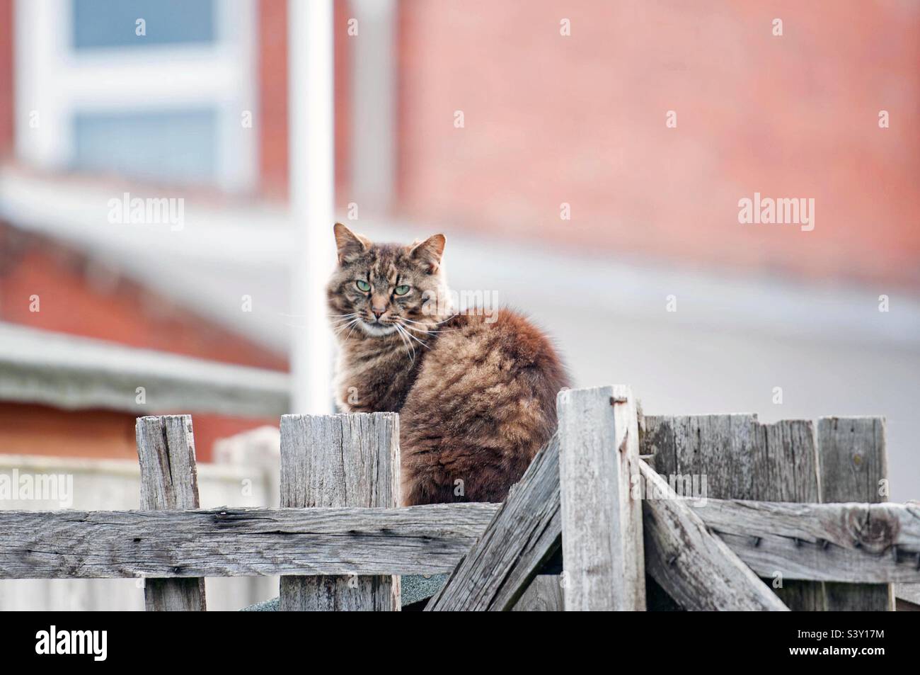 Posture du chat Banque de photographies et d’images à haute résolution ...