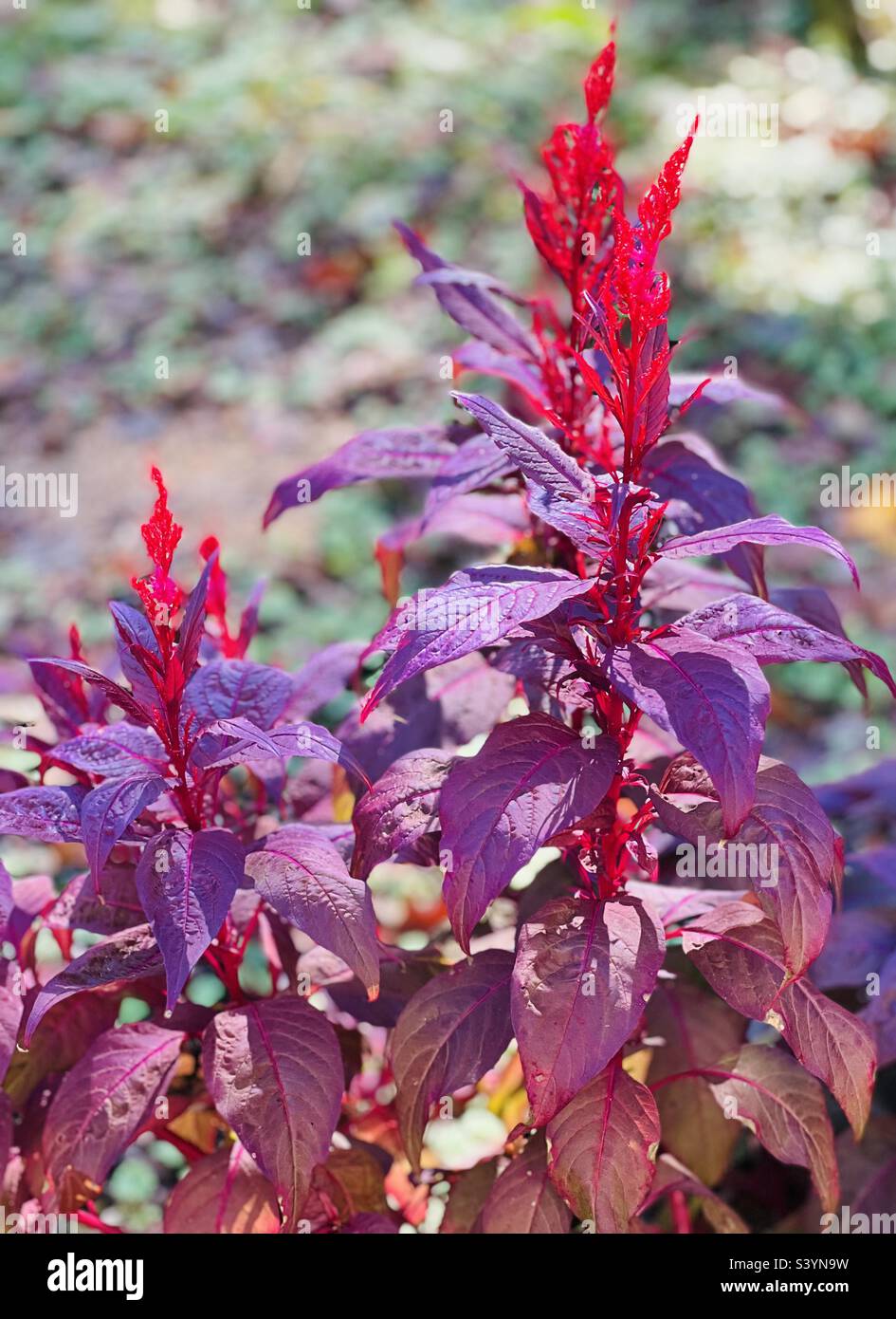 Amaranth plant Banque de photographies et d’images à haute résolution - Alamy