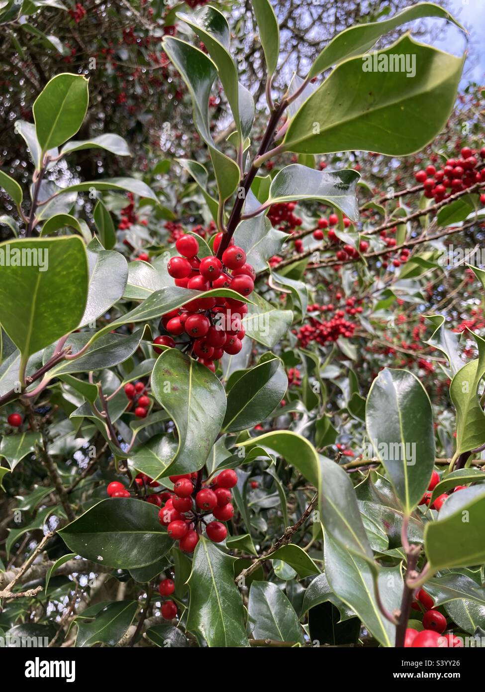 Houx d'oiseau Banque de photographies et d’images à haute résolution ...