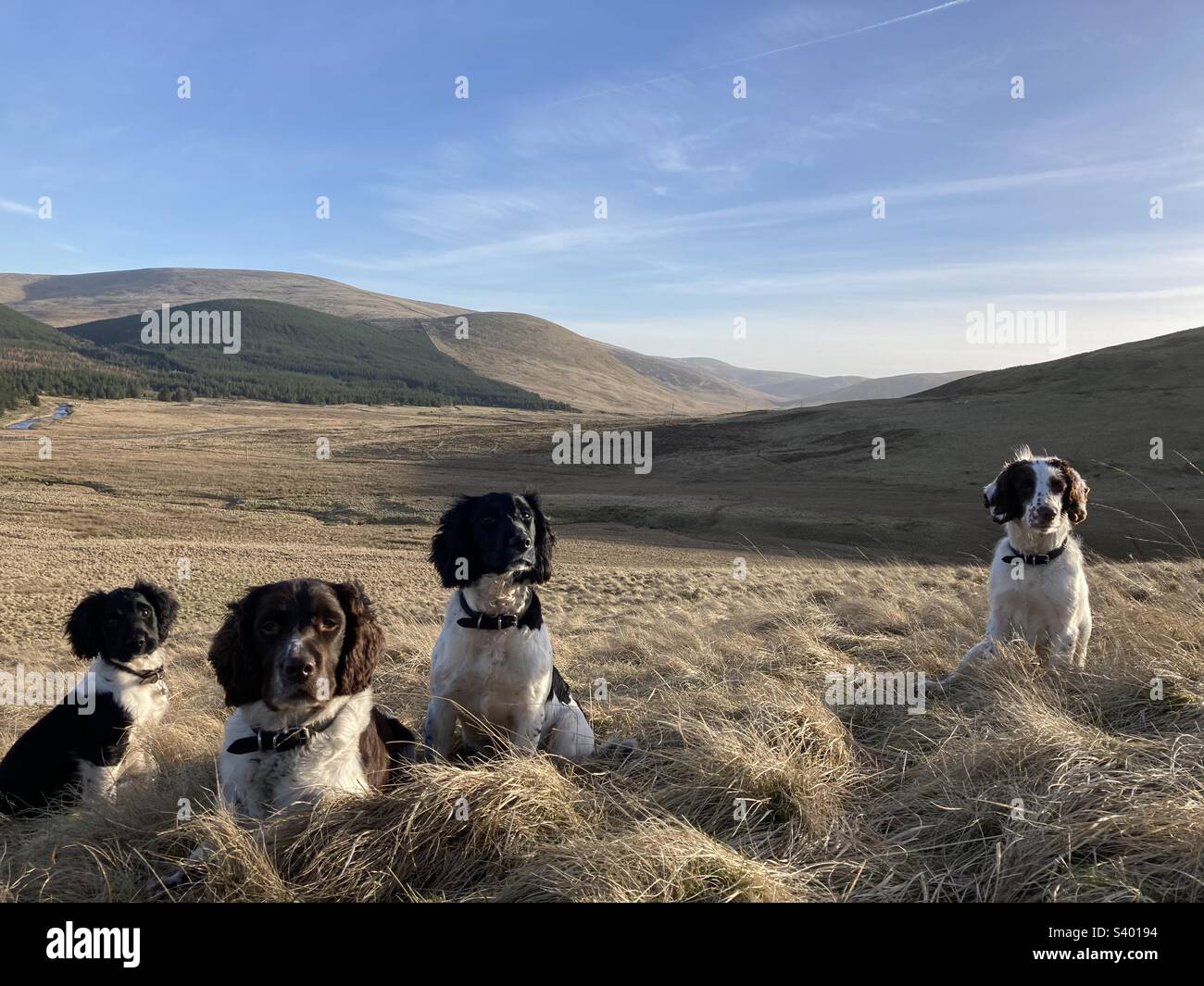 Springer spaniels Banque de photographies et d’images à haute ...