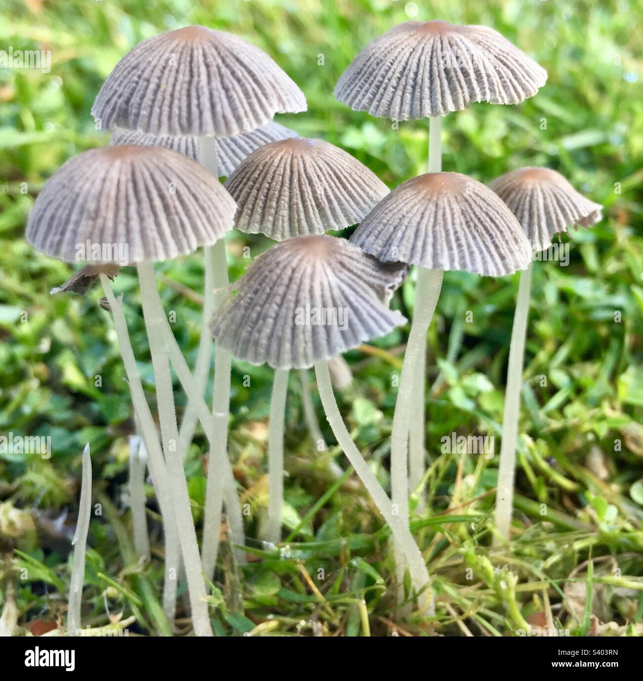 Grappe de champignons Banque de photographies et d’images à haute ...