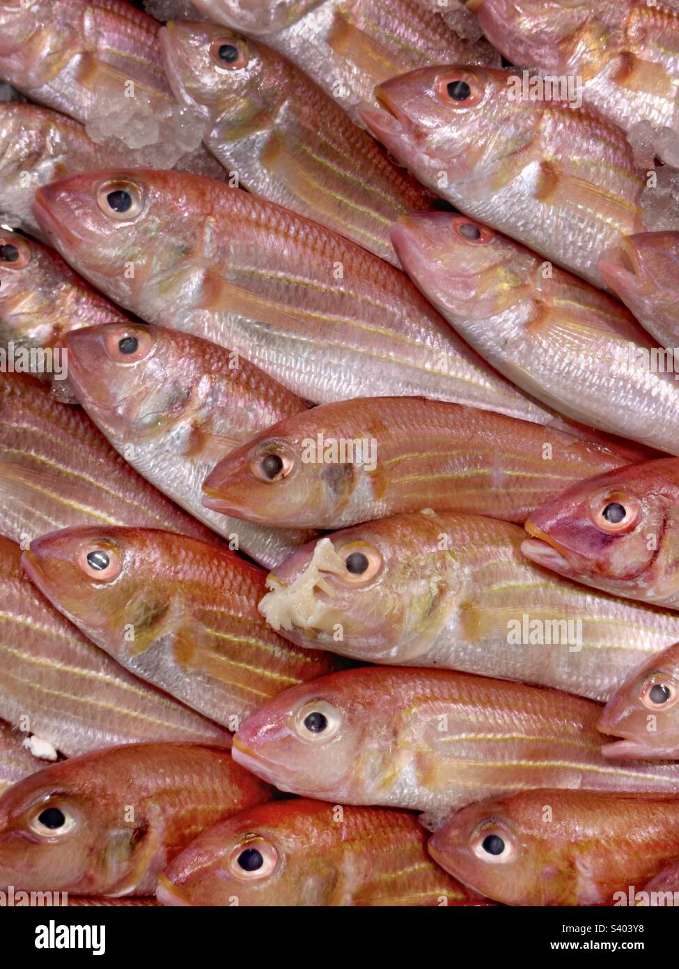 Fileter le poisson Banque de photographies et d’images à haute ...