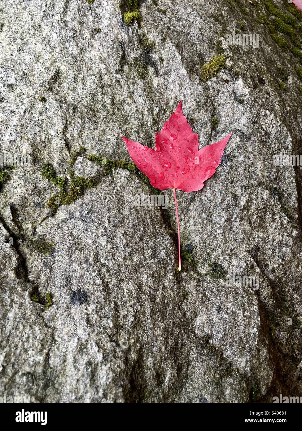 érable canada Banque de photographies et d’images à haute résolution ...