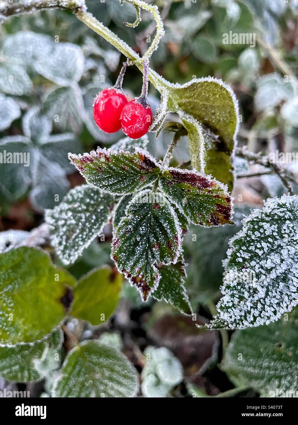 Fruit d'hiver Banque de photographies et d’images à haute résolution ...