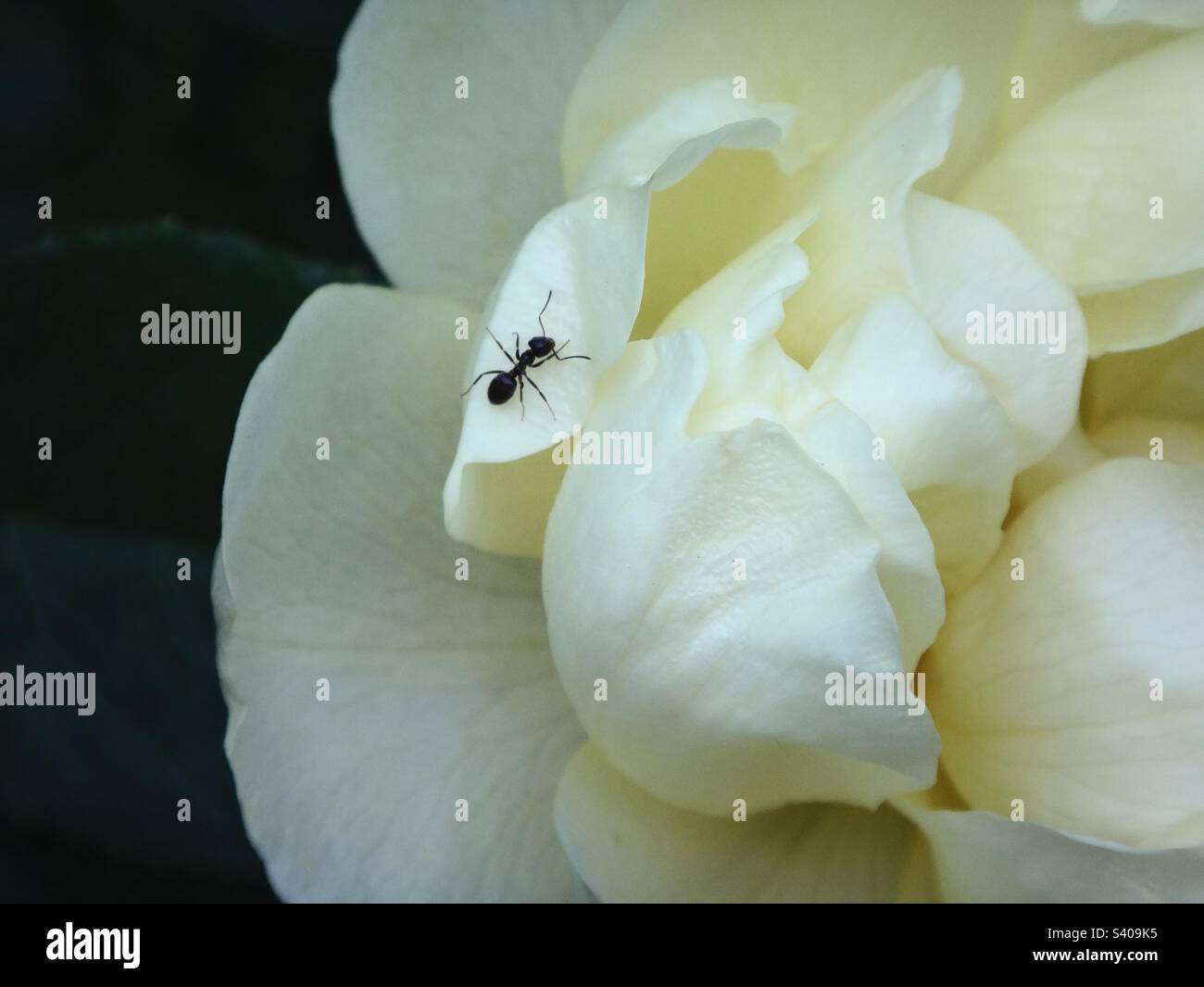 Jardin fourmi lasius niger Banque de photographies et d’images à haute ...
