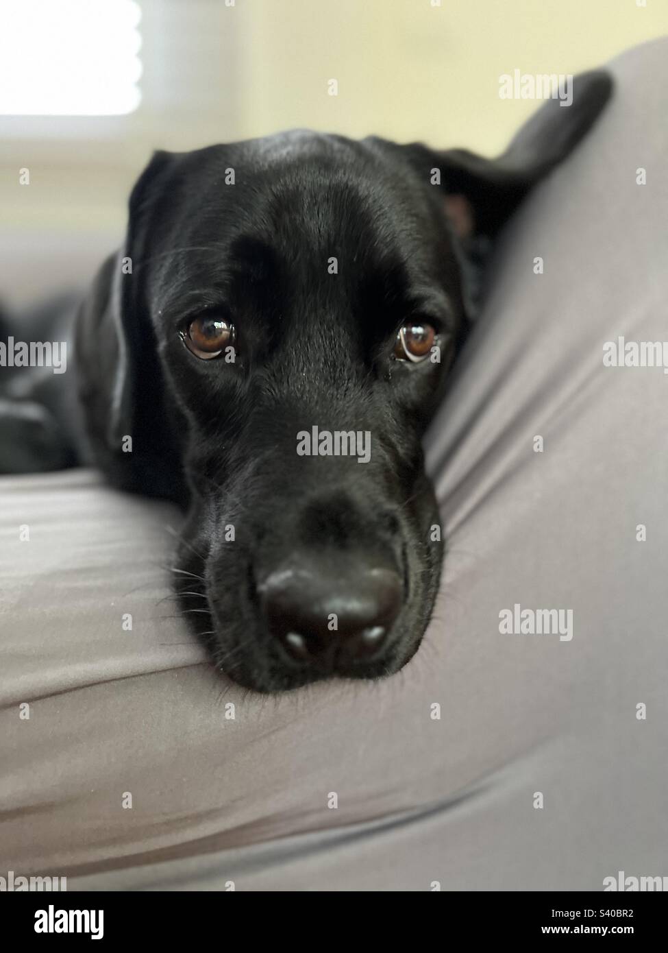 Miss black eyes Banque de photographies et d’images à haute résolution ...