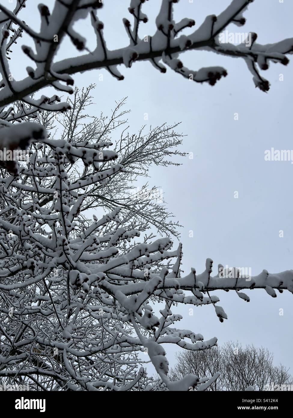 Arbre hiver Banque de photographies et d’images à haute résolution - Alamy