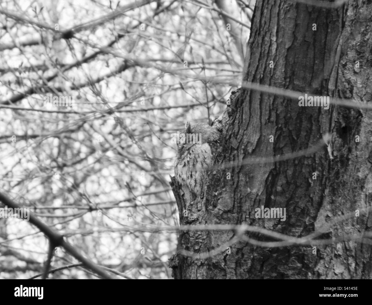 Hibou noir et blanc Banque de photographies et d’images à haute ...