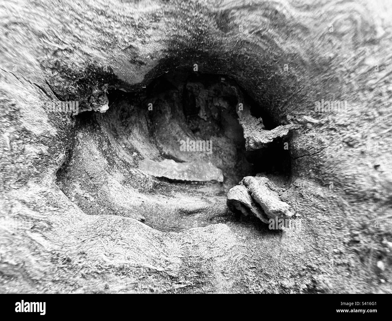 Micro shot Banque de photographies et d’images à haute résolution - Alamy