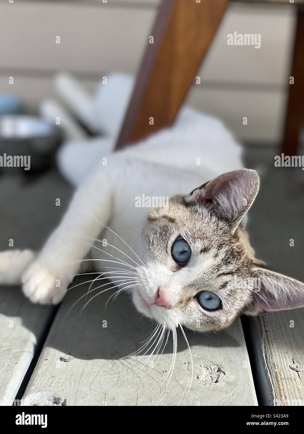 Chat aux yeux bleus Banque de photographies et d’images à haute ...