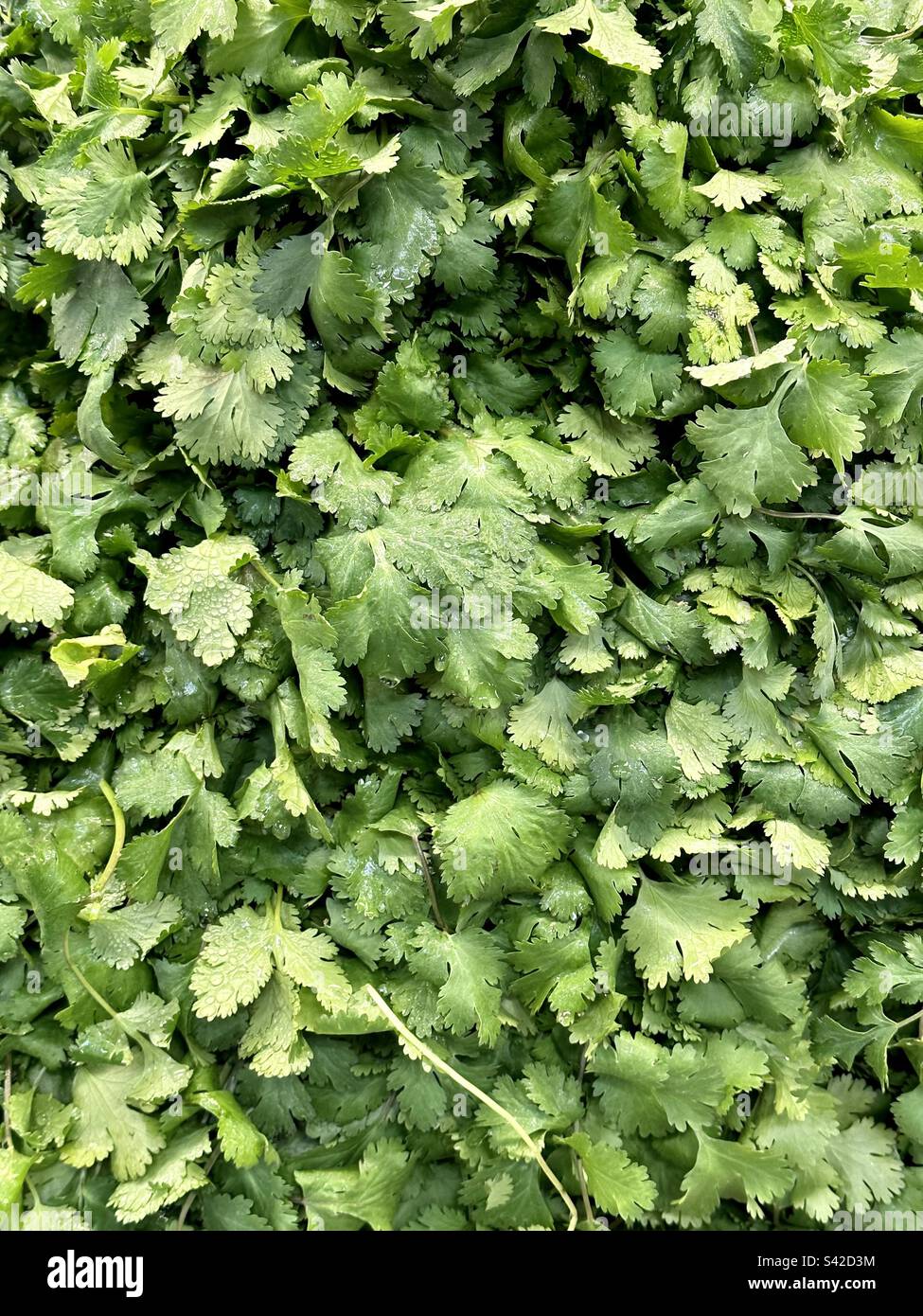 Feuilles de coriandre Banque de photographies et d’images à haute ...