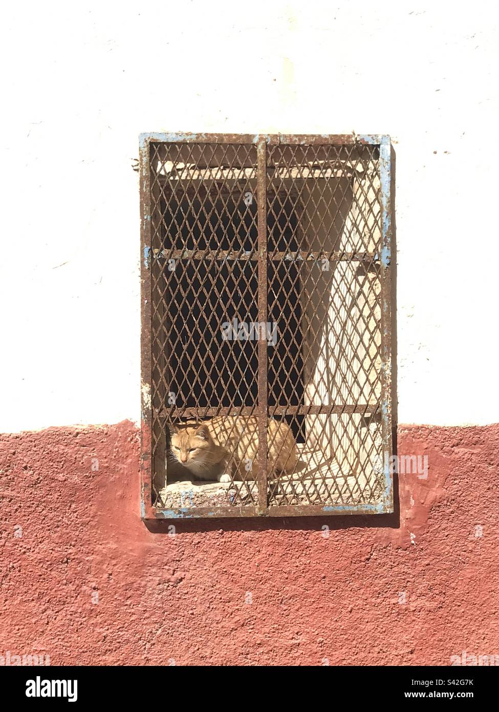 Chat de prison Banque de photographies et d’images à haute résolution ...