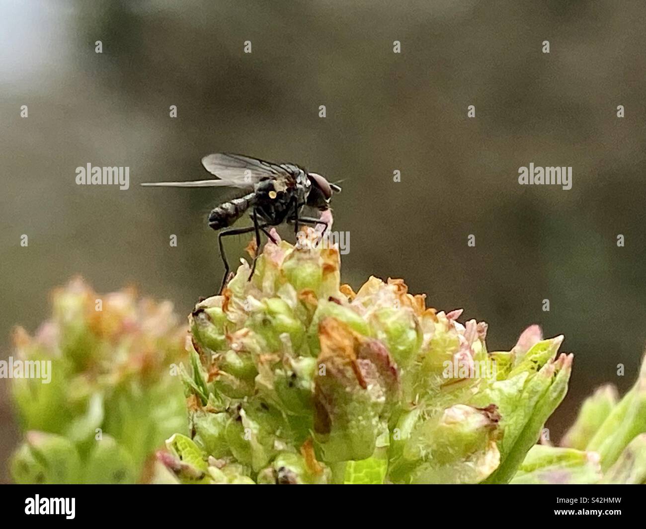 Insecte ailé Banque de photographies et d’images à haute résolution - Alamy